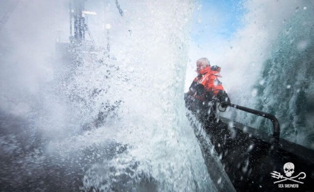 The Robin Hood of the Oceans - Captain Paul Watson (Sea Shepherd)