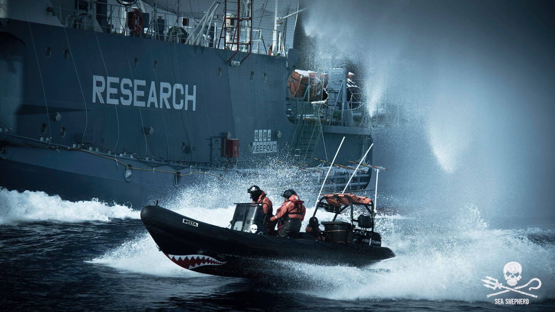 The Robin Hood of the Oceans - Captain Paul Watson (Sea Shepherd)