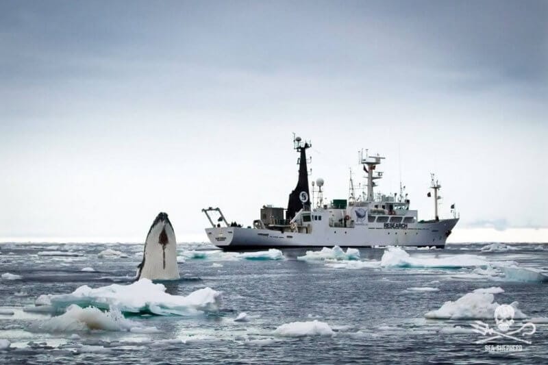 The Robin Hood of the Oceans - Captain Paul Watson (Sea Shepherd)