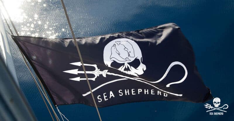The Robin Hood of the Oceans - Captain Paul Watson (Sea Shepherd)