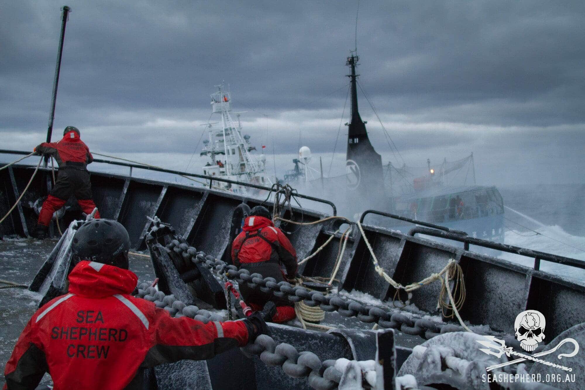 The Robin Hood of the Oceans - Captain Paul Watson (Sea Shepherd)