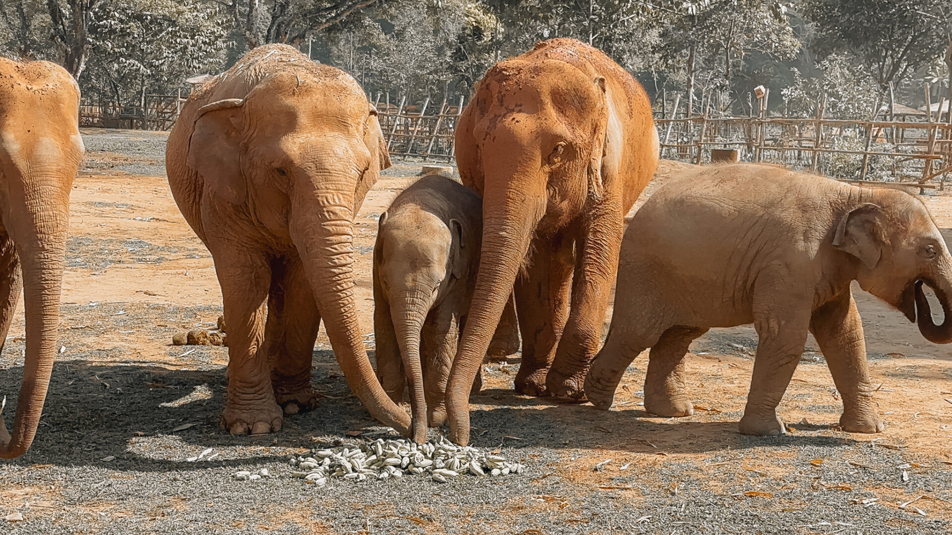 The Elephant Whisperer – Lek Chailert on Rescuing Elephants
